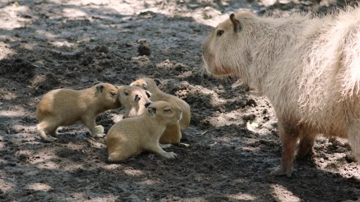 Nacen cuatro cachorros de capibaras - XEWT 12